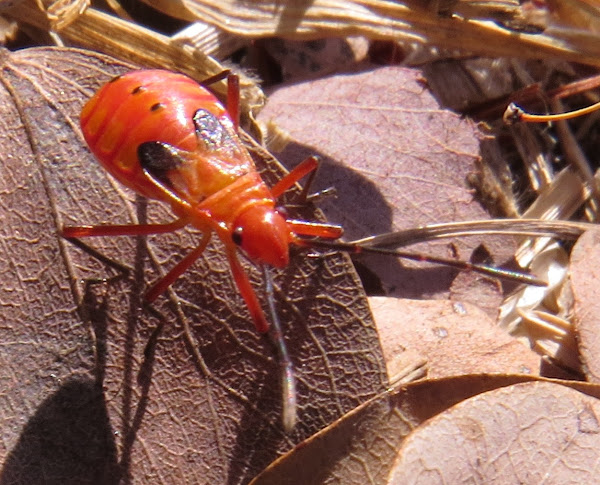 Orange Milkweed Bug | Project Noah