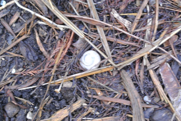 Snail Shell | Project Noah