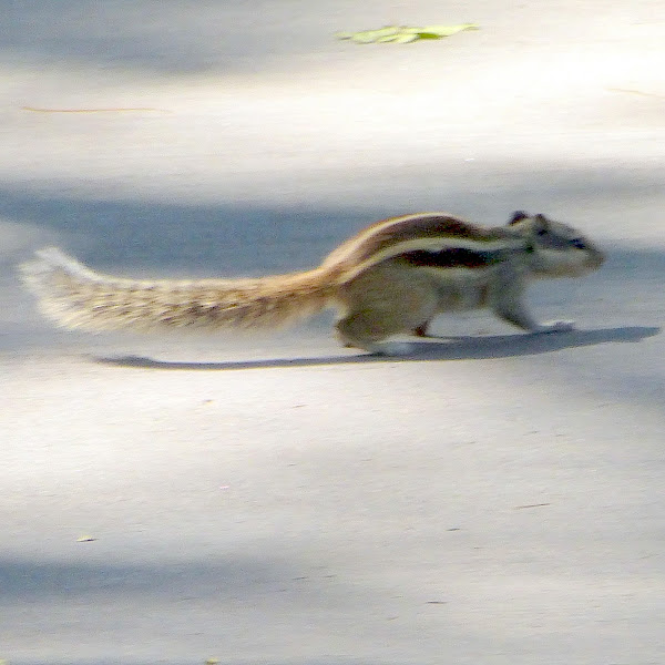 Northern Palm Squirrel | Project Noah