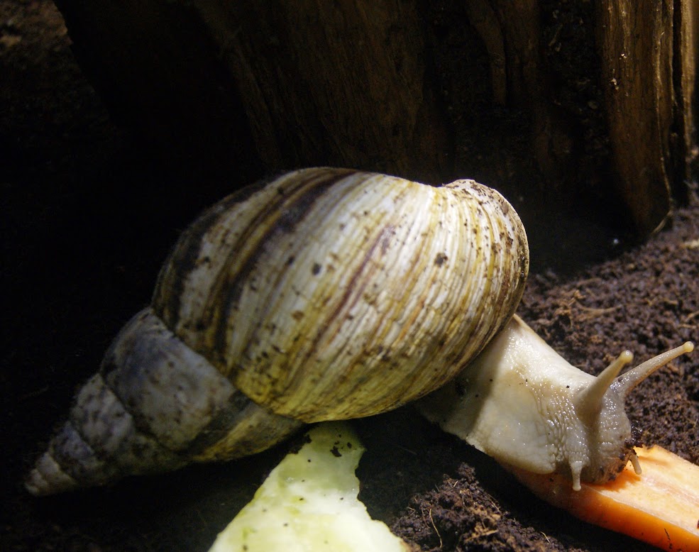 Giant African Land Snail | Project Noah