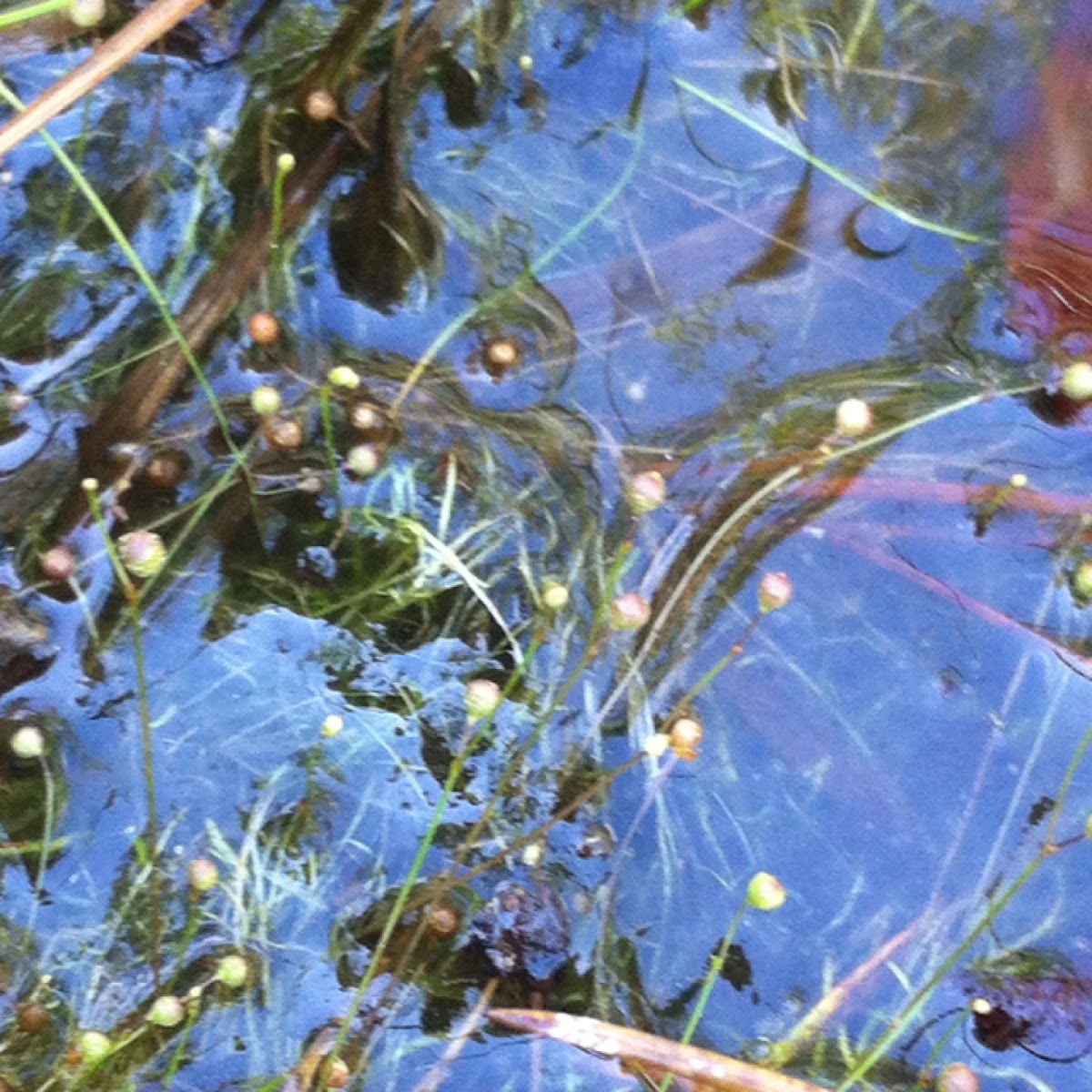 Bladderworts | Project Noah