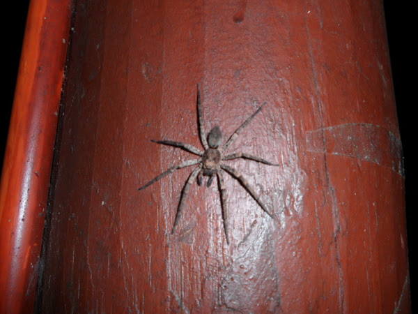 Spotting | Project Noah