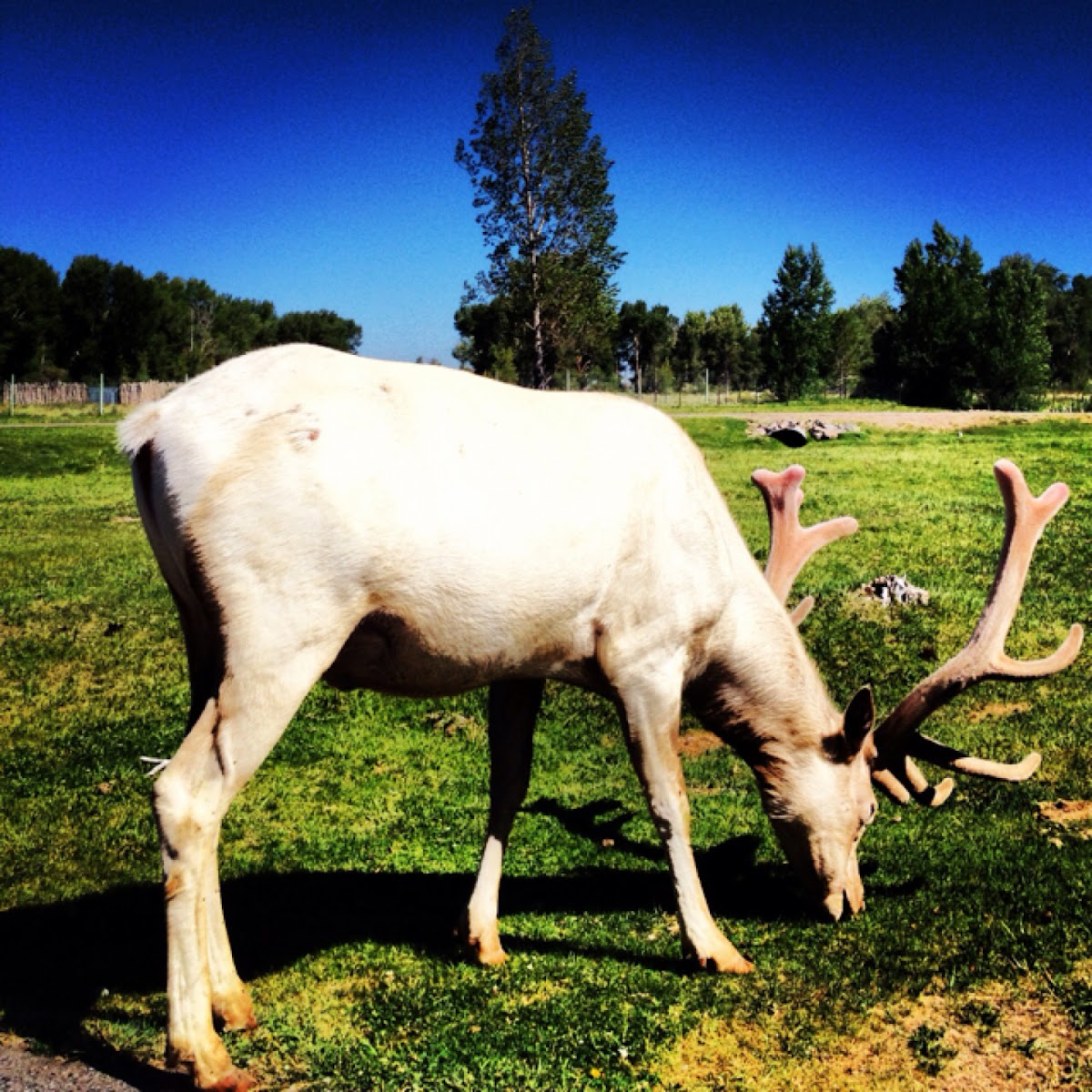 White elk | Project Noah