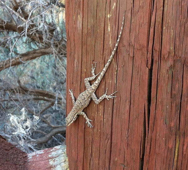 Tree Lizard | Project Noah