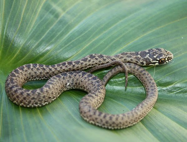Viperine water snake,Cobra de água viperina | Project Noah
