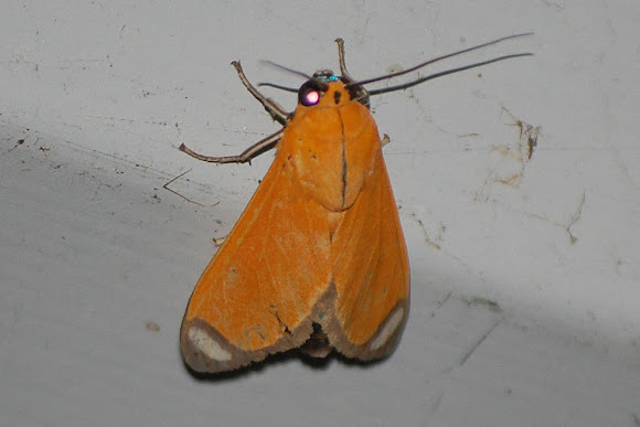 Orange moth | Project Noah