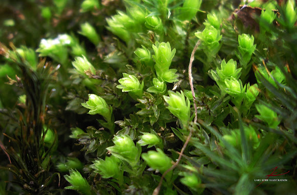Pottiaceae Moss | Project Noah
