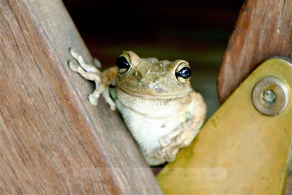 Cuban Tree Frog | Project Noah
