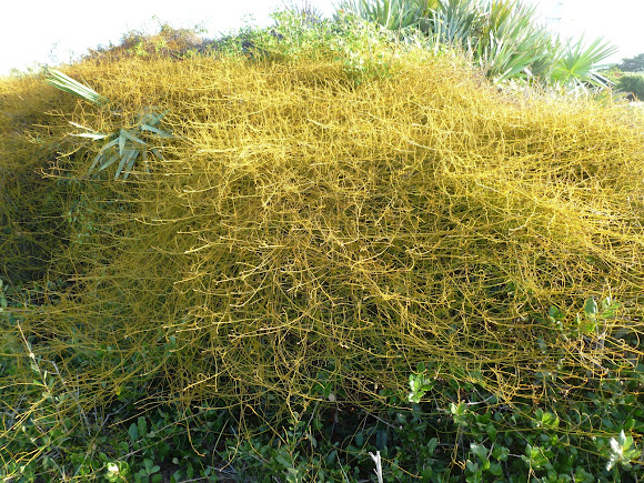 Dodder (love vine) | Project Noah