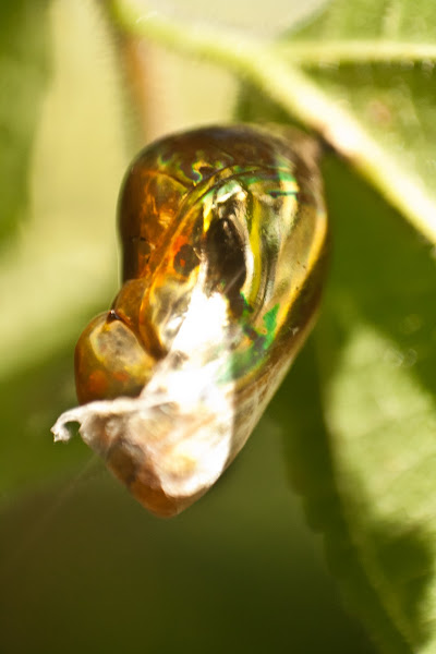 Common Crow pupa | Project Noah