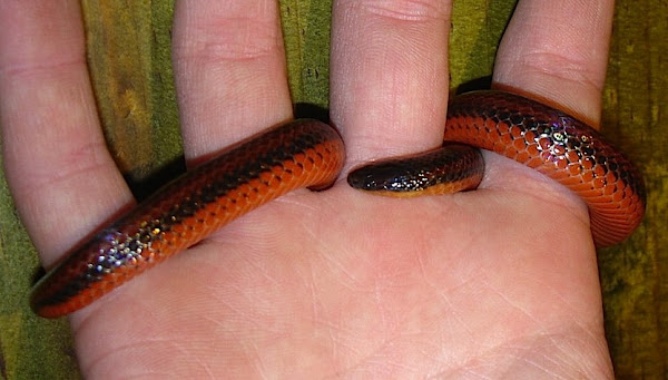 Middle American Burrowing Snake | Project Noah
