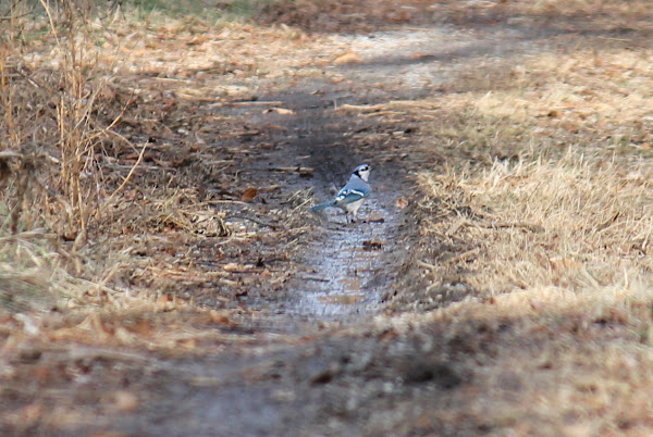 blue jay | Project Noah