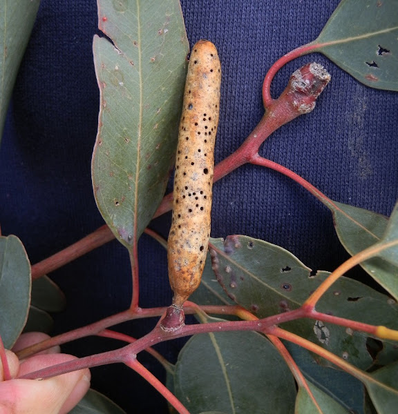 Eucalyptus stem gall-wasp gall | Project Noah