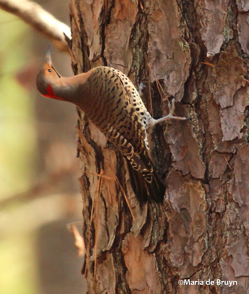 Northern flicker | Project Noah
