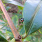 Metallic Blue Lady Beetle | Project Noah