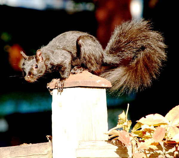 Black Eastern Gray Squirrel | Project Noah
