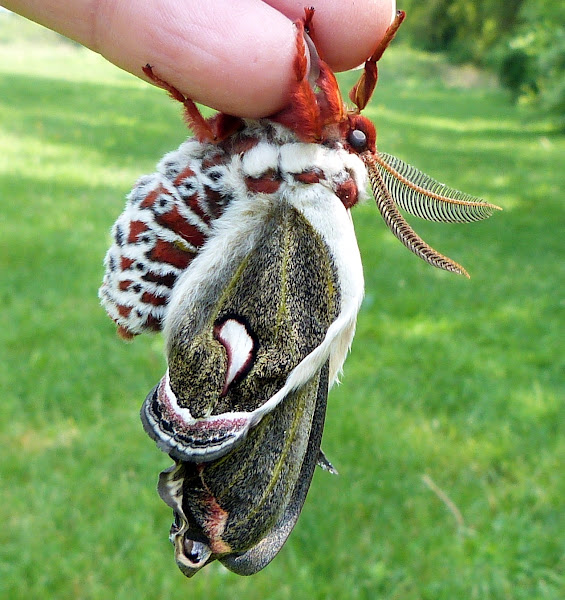 Cecropia Moth | Project Noah