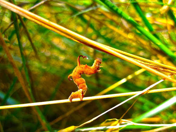 Horned Spanworm | Project Noah