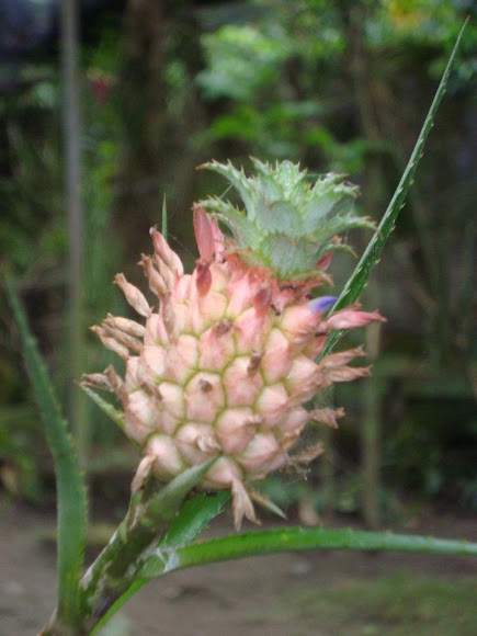 Pink Pineapple, Dwarf Pineapple | Project Noah