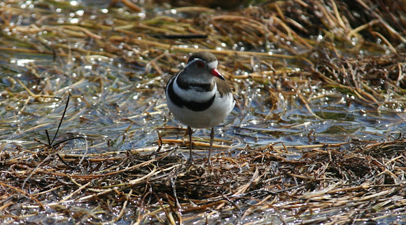 Three-banded Plover | Project Noah