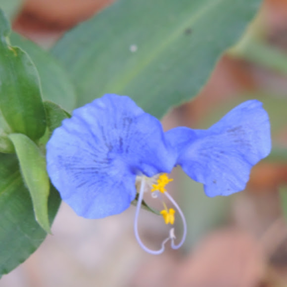 Erect Dayflower, Widow's Tears | Project Noah