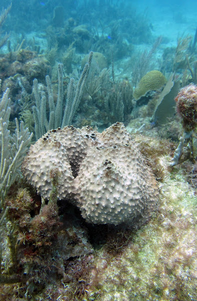 Stinker sponge | Project Noah