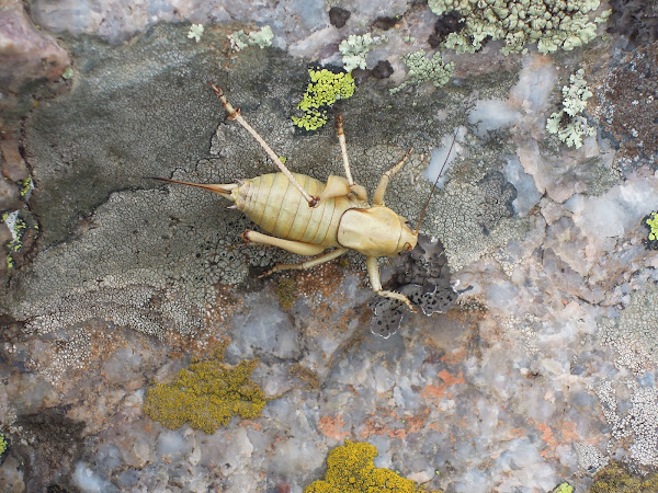 Mormon Cricket | Project Noah