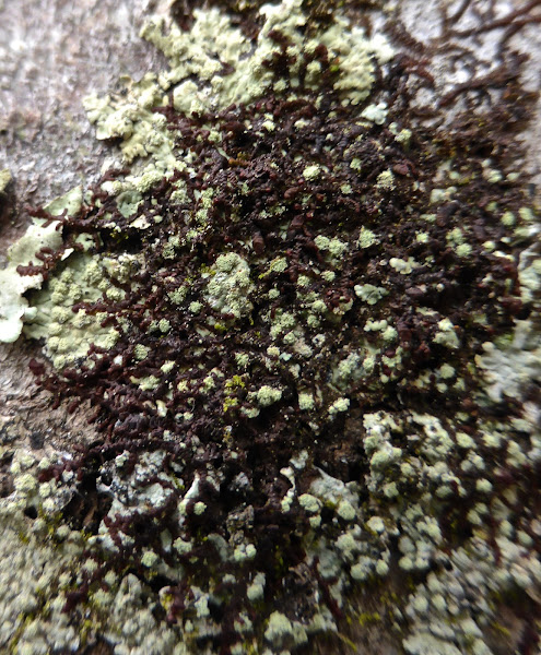 Leafy Liverwort | Project Noah