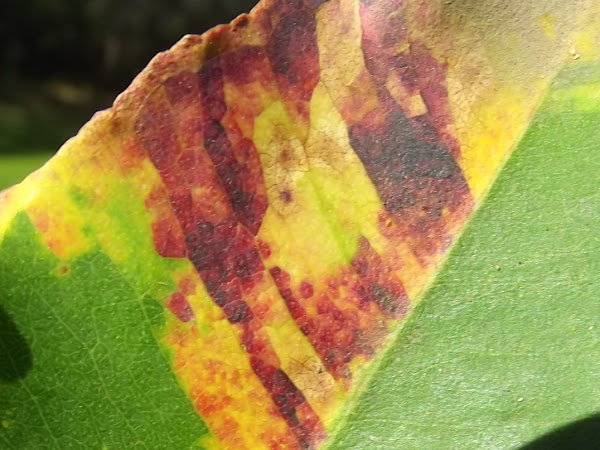 Lerps causing leaf coloration | Project Noah