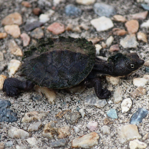 Krefft's Turtle (baby) | Project Noah