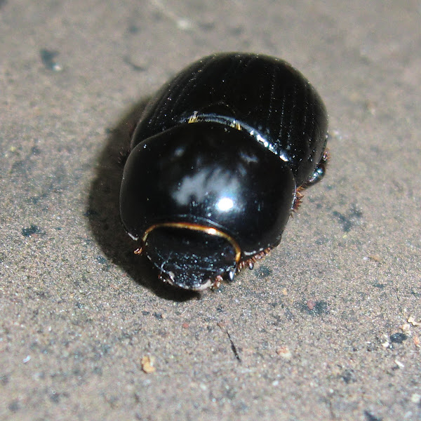 African Black Beetle | Project Noah