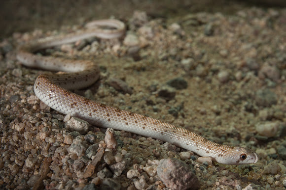 Spotted Leaf-nosed Snake | Project Noah