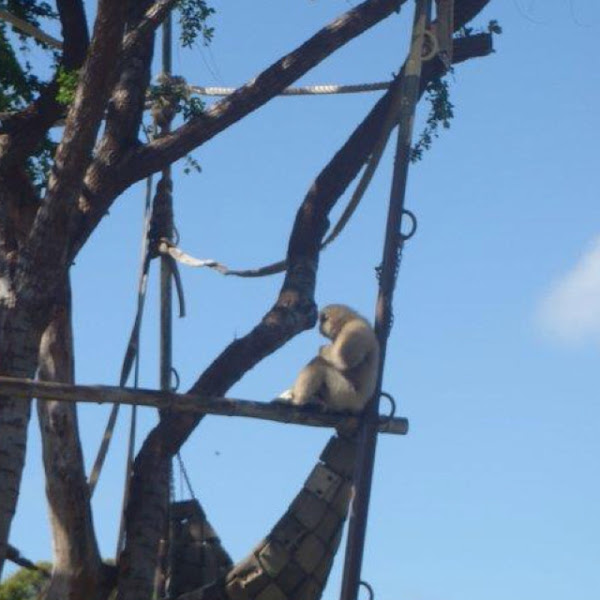 White-Handed Gibbon | Project Noah