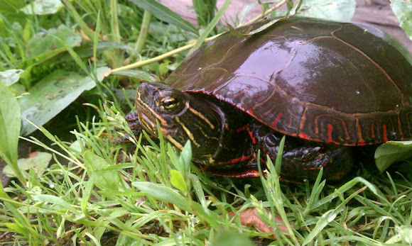 Painted Turtle | Project Noah