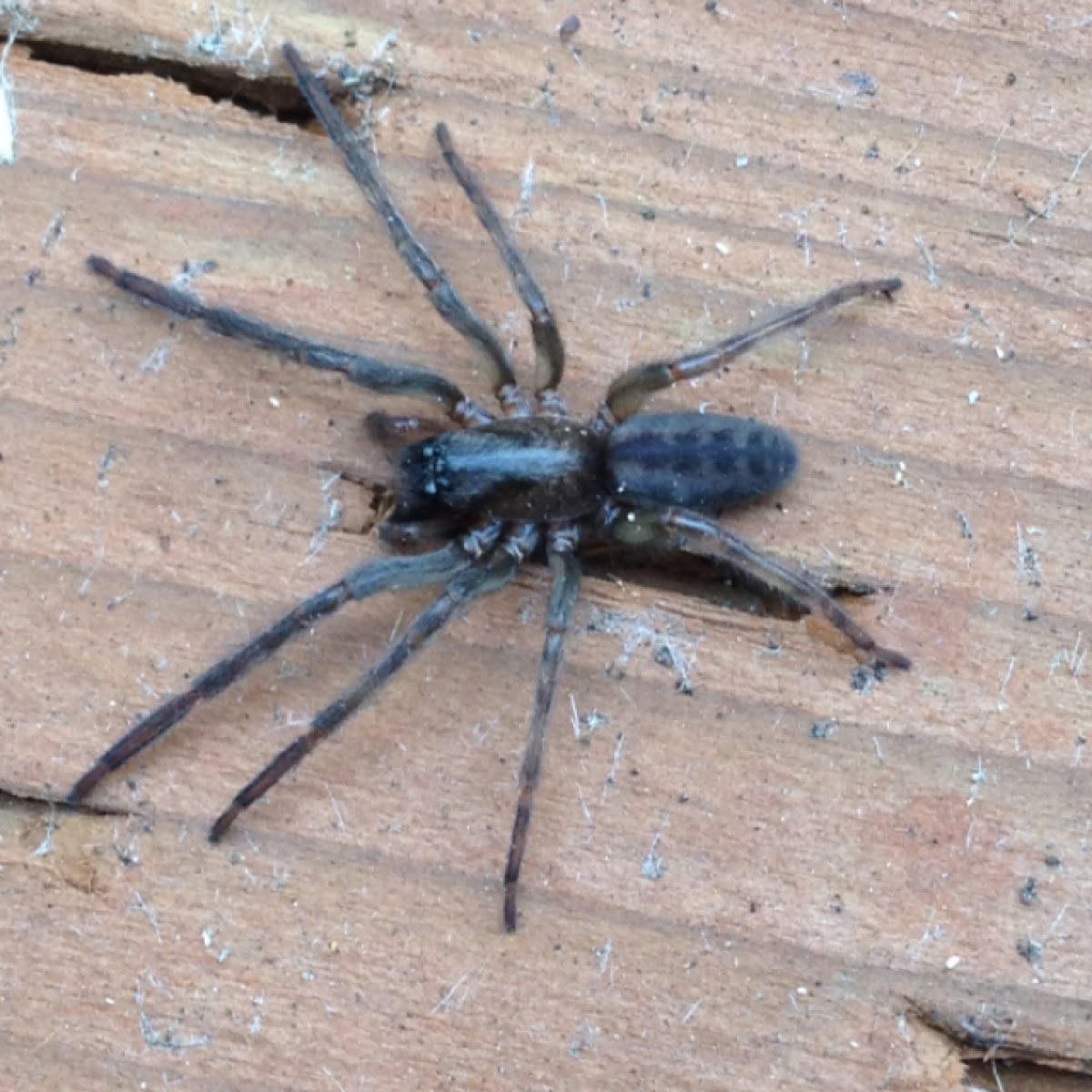 Tube web spider | Project Noah