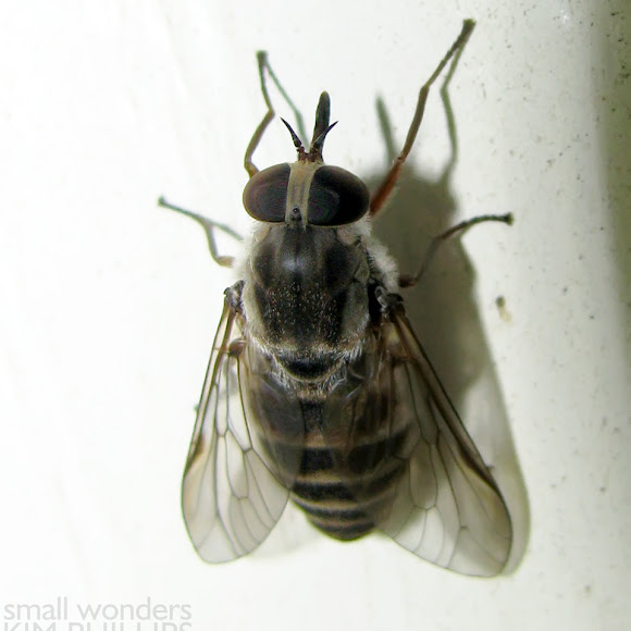 Tabanid Fly - female | Project Noah