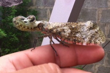 Peanut-head Bug / Machaca | Project Noah