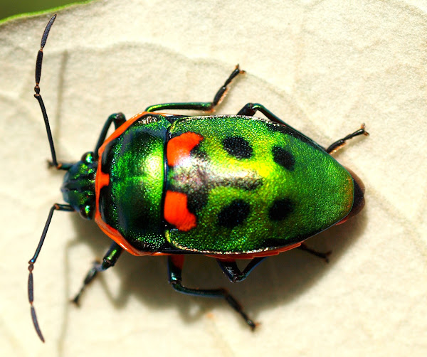 Metallic Jewel Bug | Project Noah
