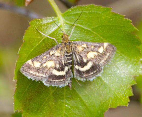 Crambid Moth | Project Noah