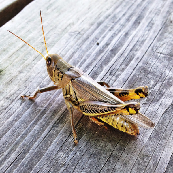 Differential Grasshopper | Project Noah