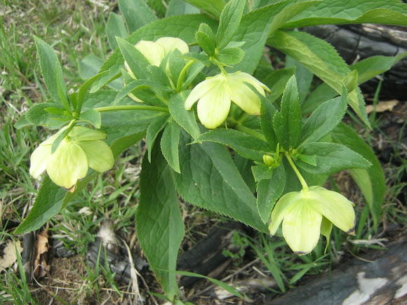 Hellebore / Kukurek | Project Noah