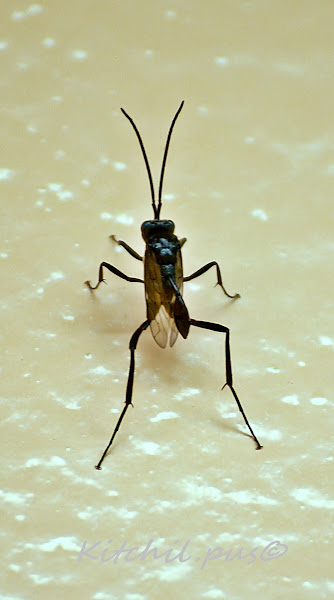 Cockroach Egg Parasitoid Wasp | Project Noah