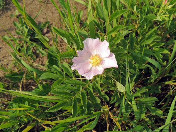 Prairie Rose | Project Noah