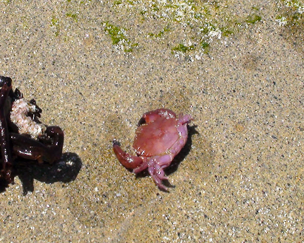 Southern Kelp Crab | Project Noah