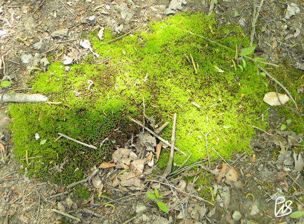 Lesser Smoothcap | Project Noah