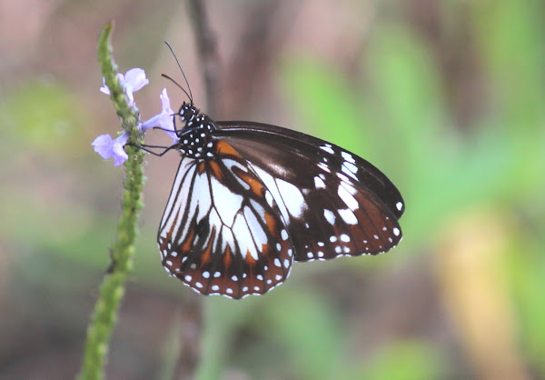 Swamp Tiger | Project Noah