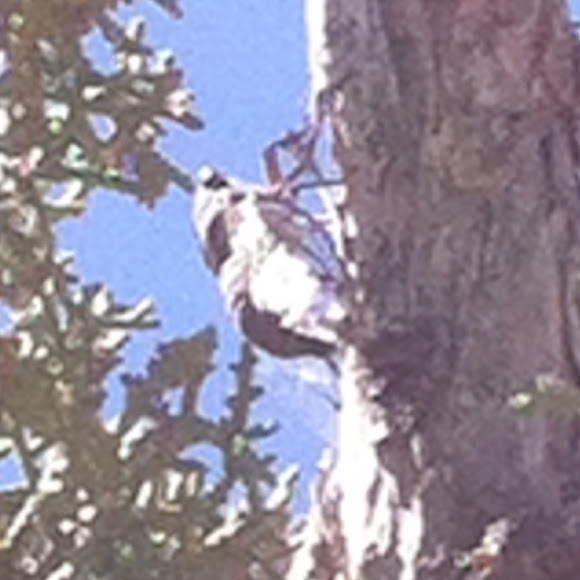 Apache Cicada | Project Noah