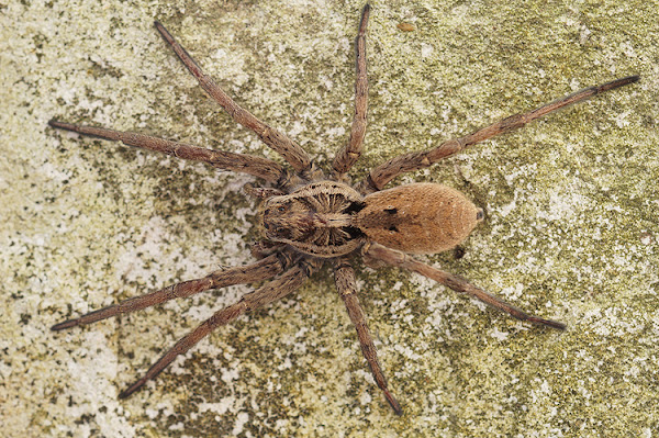 Hogna radiata | Project Noah