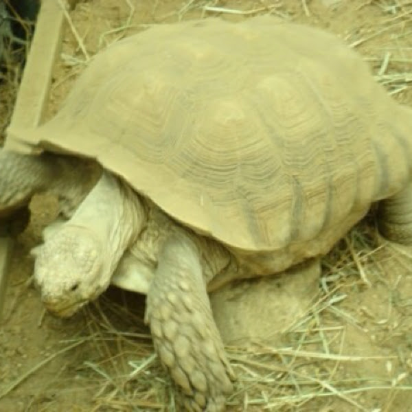 African spurred tortoise | Project Noah