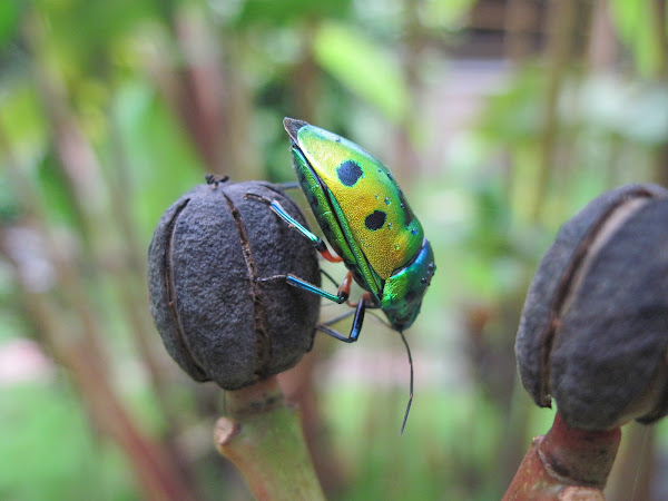 Asian jewel bug | Project Noah